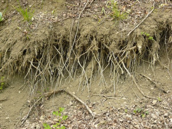 grey dirt texture 0034 - Texturelib